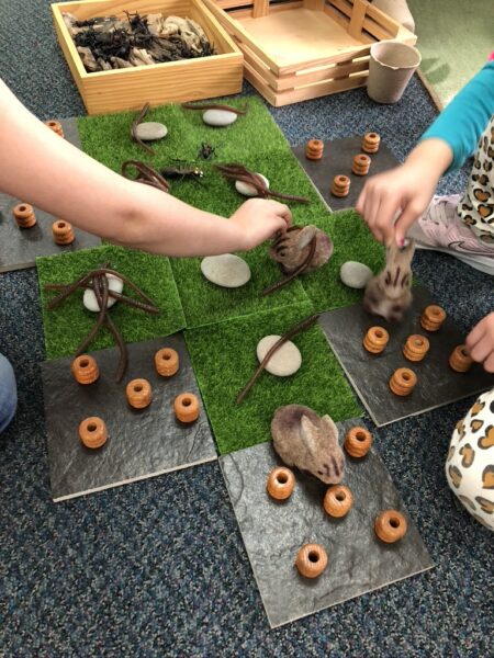 Animal Research Projects in Kindergarten Step-by-Step