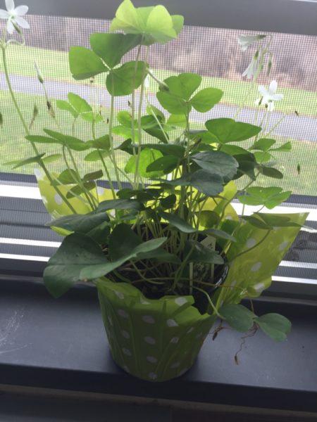 St. Patrick's Day Activities You'll Treasure - Roots and Wings