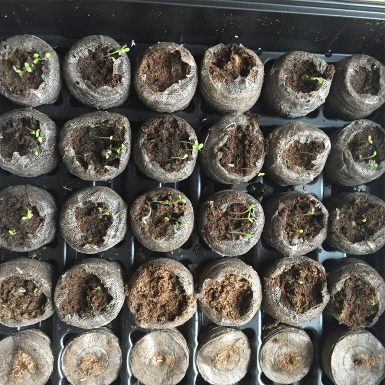 Kindergarten Plant Unit: An Inquiry-Based Approach - Roots and Wings