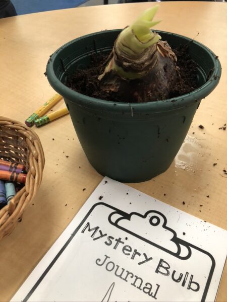 Our Plant Inquiry: Can You Guess What Will Grow?