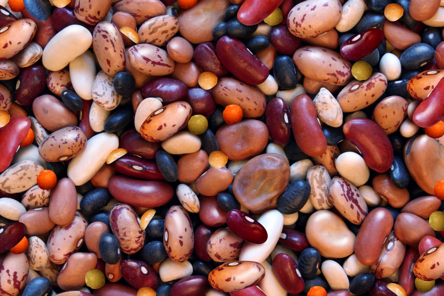 Planting Bean Seeds to Welcome Spring - Roots and Wings