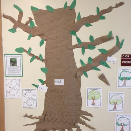 Tree Inquiry: Exploring the Question, "Are Trees Alive?"