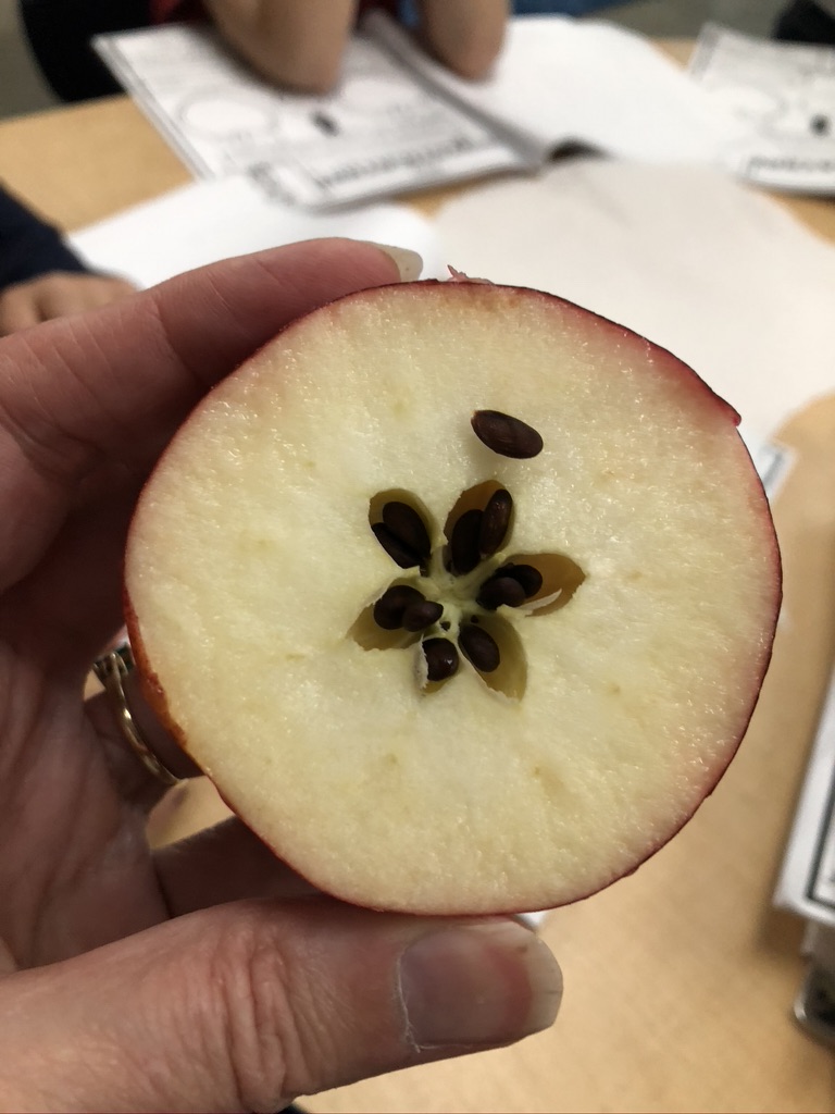 Apple Seed Inquiry: Teaching Young Children How to Ask Questions