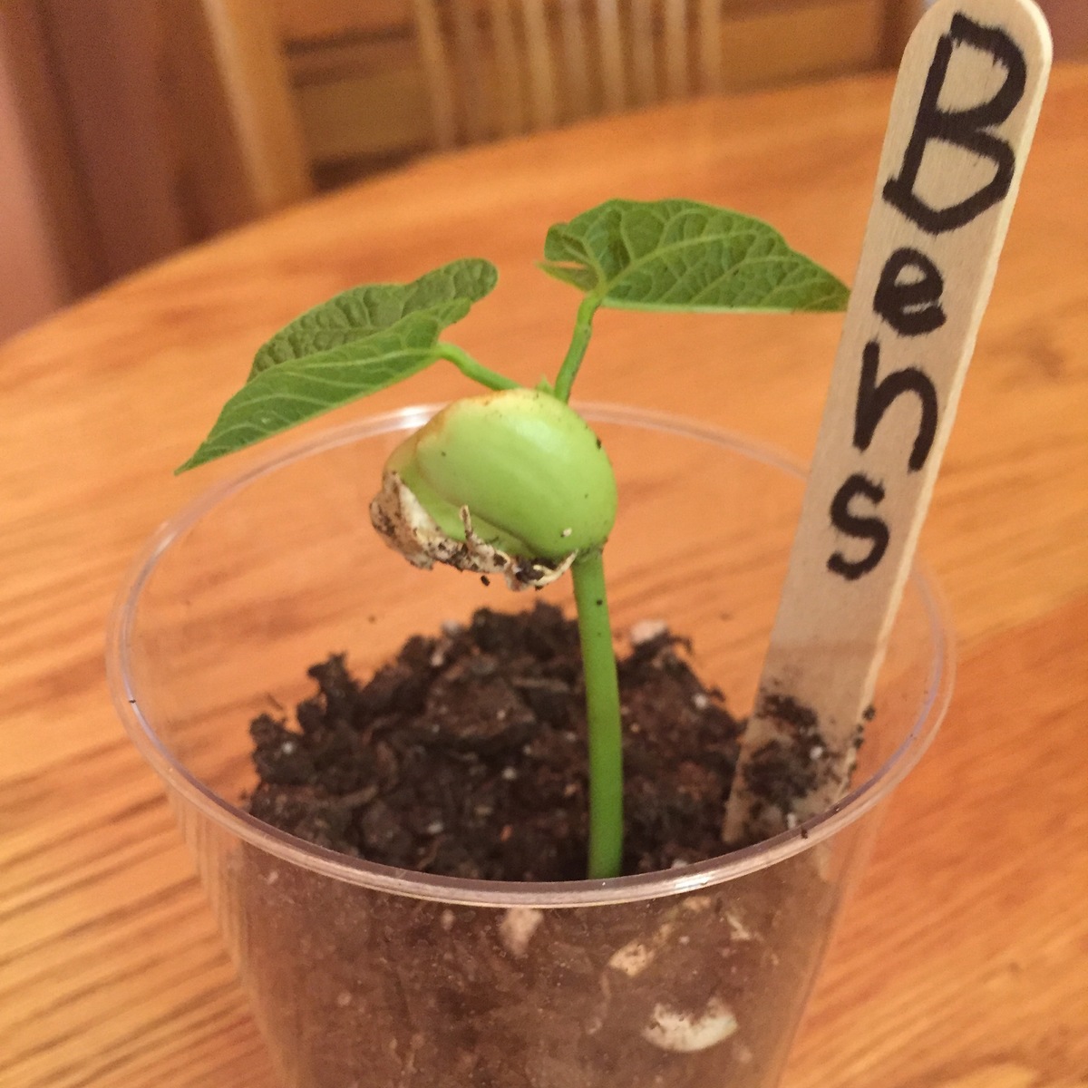 Our Plant Inquiry: Can You Guess What Will Grow?